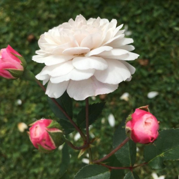 LITTLE WHITE PET (Patio Shrub) | Garden Roses | Pococks Roses | The ...
