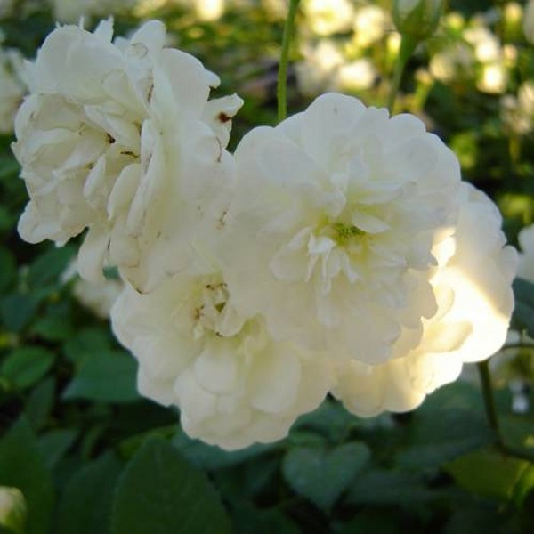 LITTLE WHITE PET (Patio Shrub) | Garden Roses | Pococks Roses | The ...