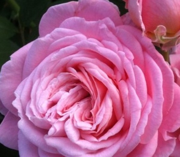 LOVELY PARFUMA (floribunda) | Garden Roses | Pococks Roses | The ...