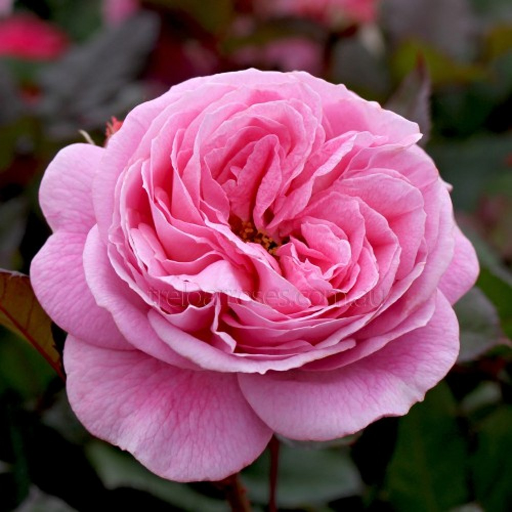LOVELY PARFUMA (floribunda) | Garden Roses | Pococks Roses | The ...