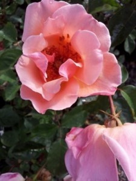 MEG (climber) | Garden Roses | Pococks Roses | The Cornish Rose Company