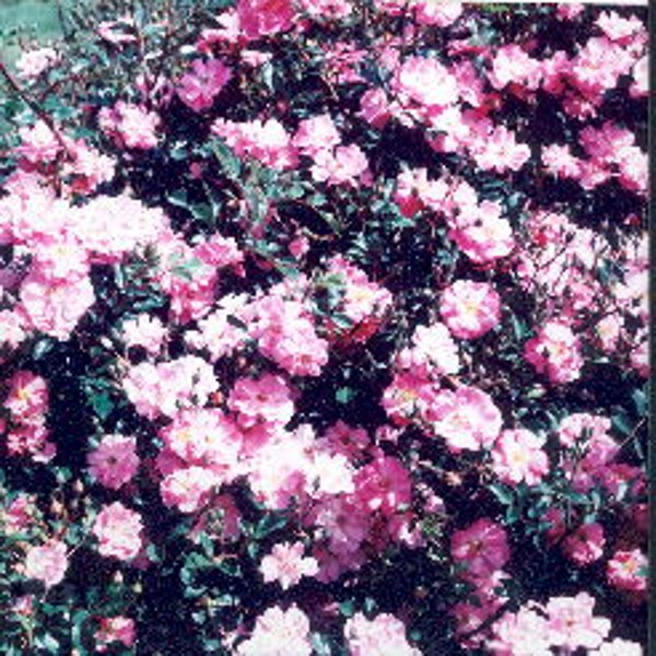 MAGIC CARPET (Ground cover) | Garden Roses | Pococks Roses | The ...