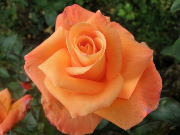 MAMA MIA (hybrid tea) | Garden Roses | Pococks Roses | The Cornish Rose ...