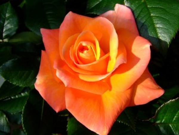 MAMA MIA (hybrid tea) | Garden Roses | Pococks Roses | The Cornish Rose ...