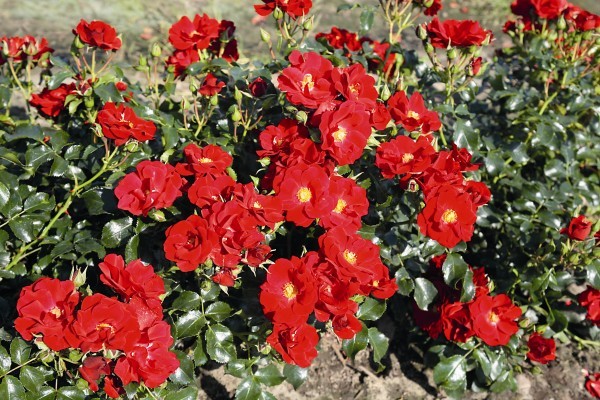 | Garden Roses | Pococks Roses | The Cornish Rose Company