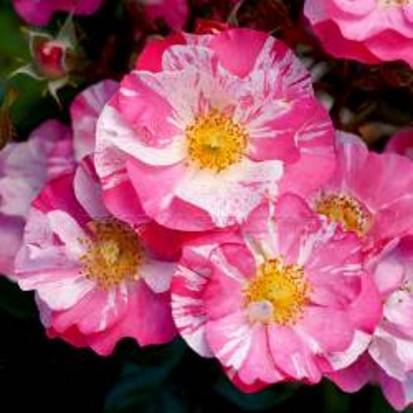 MIND GAMES (floribunda) | Garden Roses | Pococks Roses | The Cornish ...