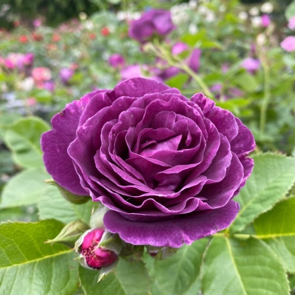 MINERVA (floribunda) | Garden Roses | Pococks Roses | The Cornish Rose ...