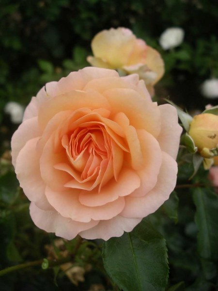 NEW BEGINNINGS (floribunda) | Garden Roses | Pococks Roses | The ...