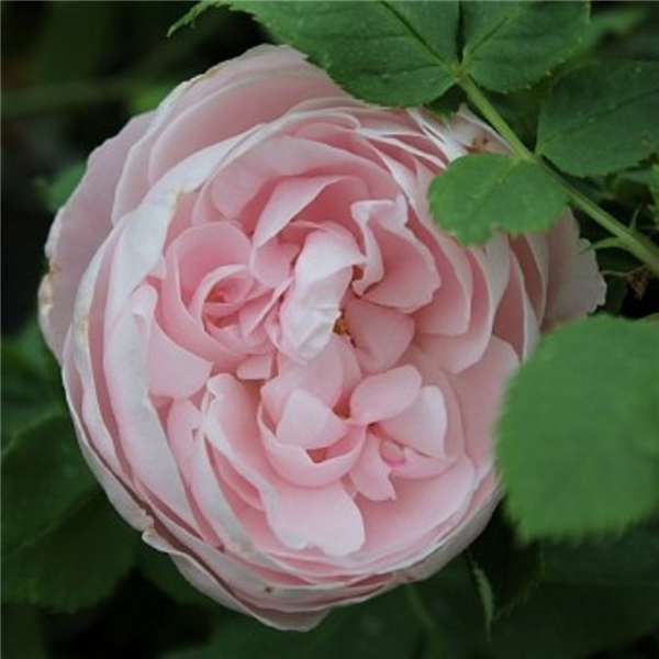 | Garden Roses | Pococks Roses | The Cornish Rose Company