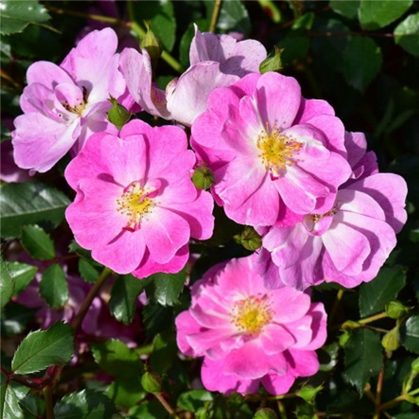 MAGIC CARPET (Ground cover) | Garden Roses | Pococks Roses | The ...