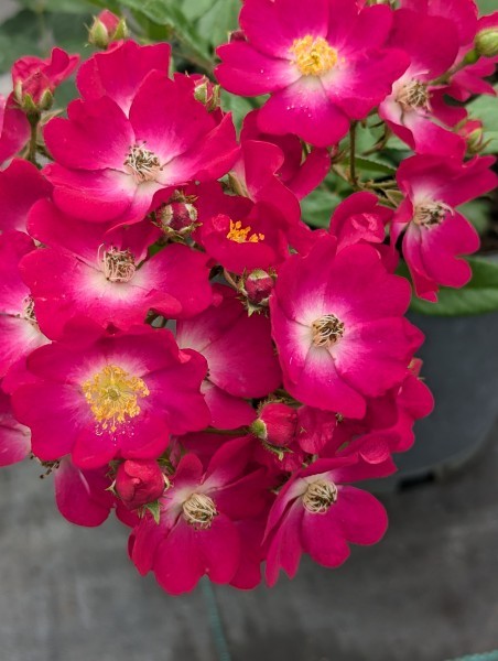 MARJORIE FAIR (historic) | Garden Roses | Pococks Roses | The Cornish ...