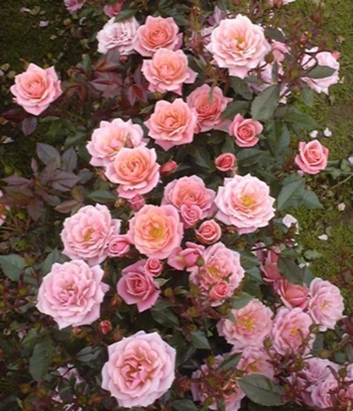 MARRY ME (Patio) | Garden Roses | Pococks Roses | The Cornish Rose Company