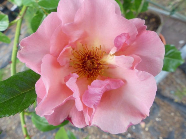 MEG (climber) | Garden Roses | Pococks Roses | The Cornish Rose Company