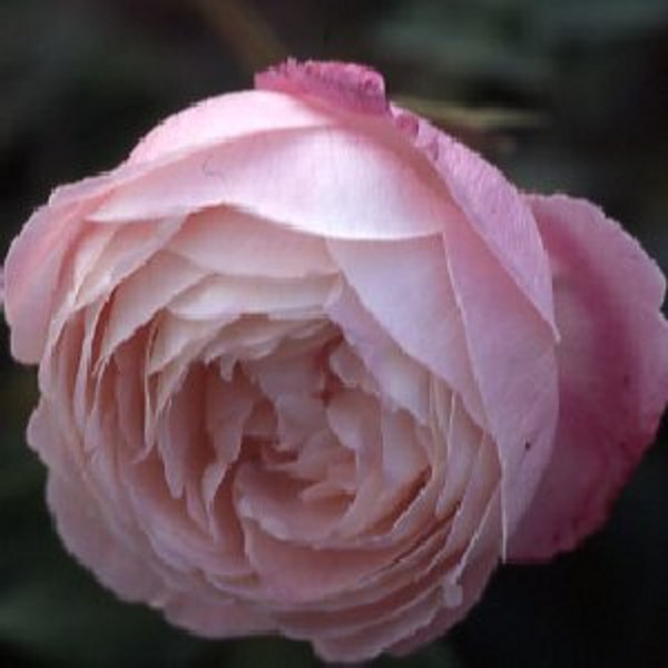 MADAME PIERRE OGER (Historic) (Bourbon) | Garden Roses | Pococks Roses ...