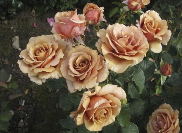 | Garden Roses | Pococks Roses | The Cornish Rose Company