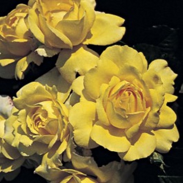 MOUNTBATTEN (floribunda) | Garden Roses | Pococks Roses | The Cornish ...