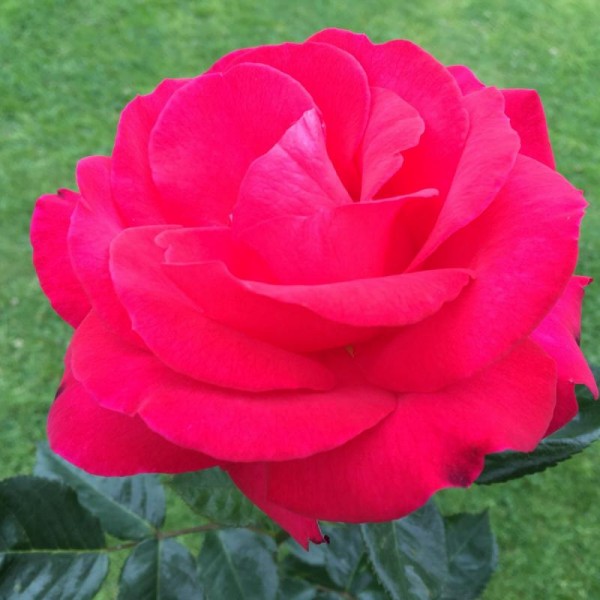 MY DAD (floribunda) | Garden Roses | Pococks Roses | The Cornish Rose ...