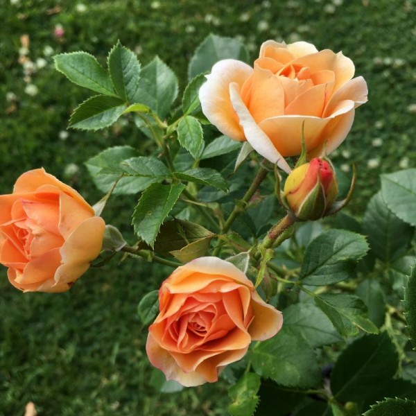 NEW BEGINNINGS (floribunda) | Garden Roses | Pococks Roses | The ...