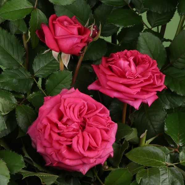 NOBLESSE (hybrid tea) | Garden Roses | Pococks Roses | The Cornish Rose ...