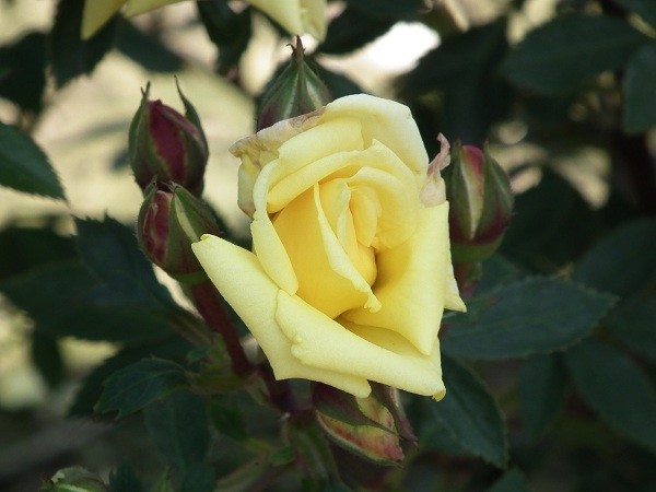 | Garden Roses | Pococks Roses | The Cornish Rose Company