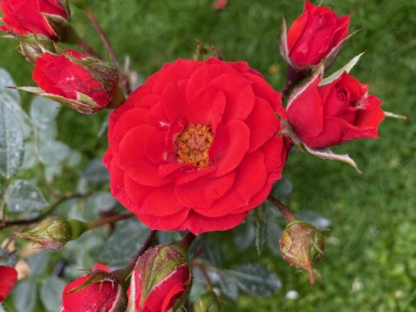 FIRE PRINCESS (miniature) | Garden Roses | Pococks Roses | The Cornish ...