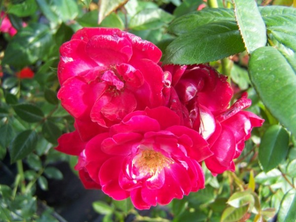 | Garden Roses | Pococks Roses | The Cornish Rose Company