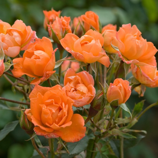 ORANGE QUEEN (miniature) | Garden Roses | Pococks Roses | The Cornish ...