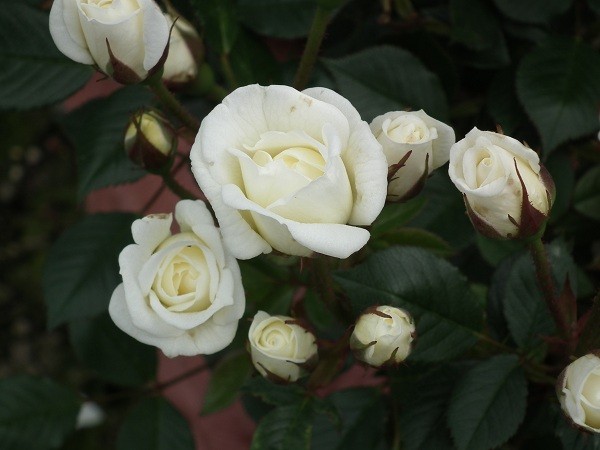 POUR TOI (miniature) | Garden Roses | Pococks Roses | The Cornish Rose ...