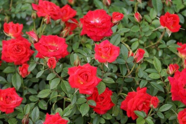 STARINA (miniature) | Garden Roses | Pococks Roses | The Cornish Rose ...