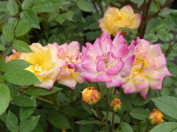 BABY MASQUERADE (miniature) | Garden Roses | Pococks Roses | The ...