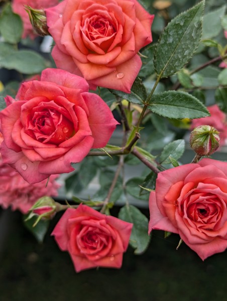 DARLING FLAME (miniature) | Garden Roses | Pococks Roses | The Cornish ...