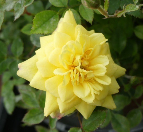 GOLD COIN (miniature) | Garden Roses | Pococks Roses | The Cornish Rose ...