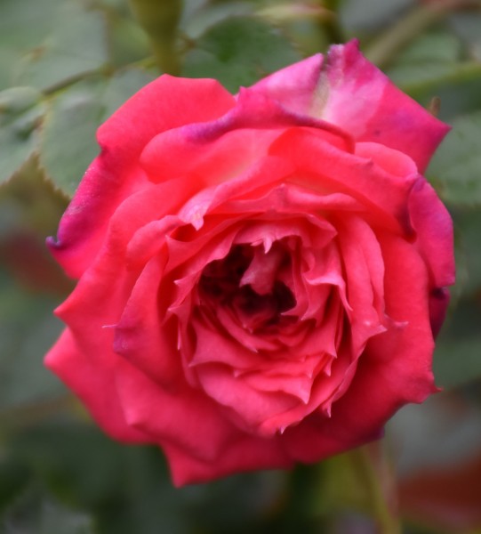 GYPSY JEWEL (miniature) | Garden Roses | Pococks Roses | The Cornish ...
