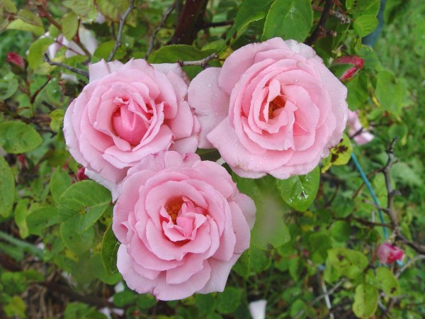 KATHLEEN HARROP (climber) | Garden Roses | Pococks Roses | The Cornish ...