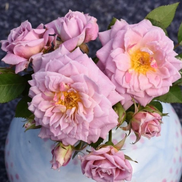 LAVENDER LACE (miniature) | Garden Roses | Pococks Roses | The Cornish ...