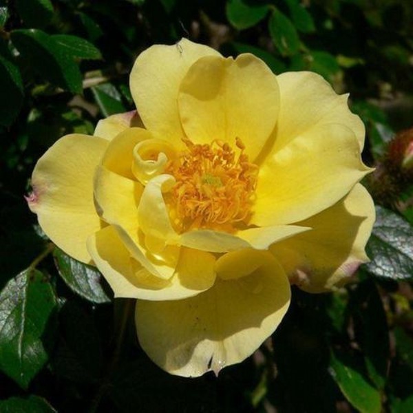 LEMON DELIGHT (miniature) | Garden Roses | Pococks Roses | The Cornish ...