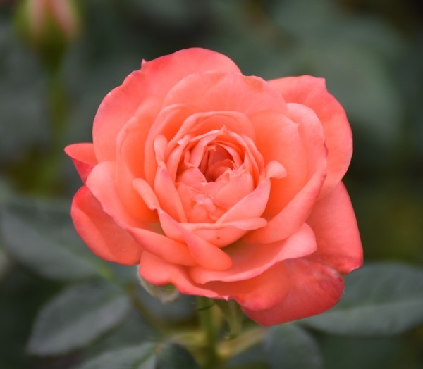 PETITE FOLIA (miniature) | Garden Roses | Pococks Roses | The Cornish ...