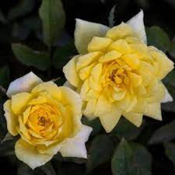 RISE 'N' SHINE (miniature) | Garden Roses | Pococks Roses | The Cornish ...