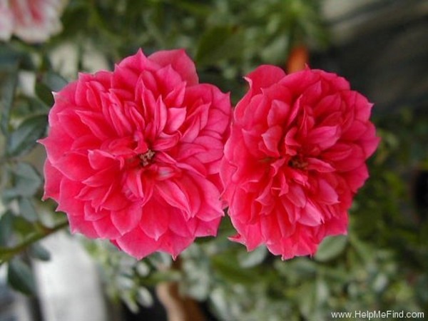 ROSY GEM (miniature) | Garden Roses | Pococks Roses | The Cornish Rose ...