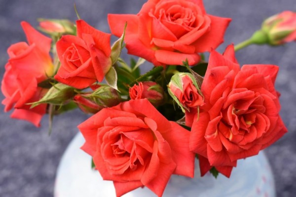 | Garden Roses | Pococks Roses | The Cornish Rose Company