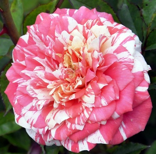 STRAWBERRY SWIRL (miniature) | Garden Roses | Pococks Roses | The ...