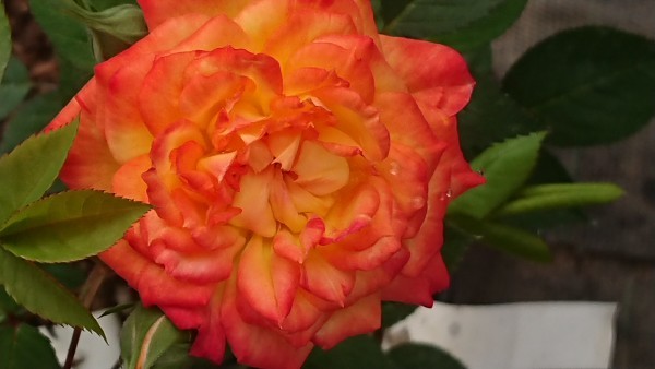 SUNSPOT (miniature) | Garden Roses | Pococks Roses | The Cornish Rose ...