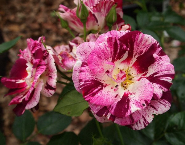 OH WOW! (climber) | Garden Roses | Pococks Roses | The Cornish Rose Company