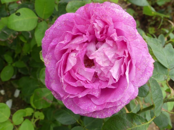 PAUL NEYRON (Hybrid Perpetual) | Garden Roses | Pococks Roses | The ...