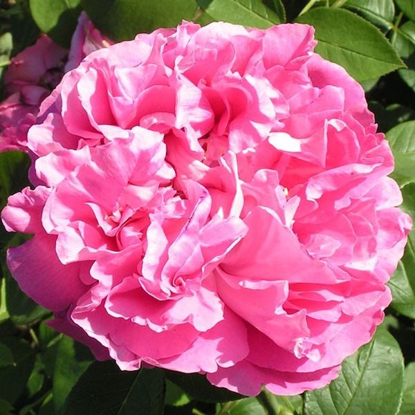 PAUL NEYRON (Hybrid Perpetual) | Garden Roses | Pococks Roses | The ...