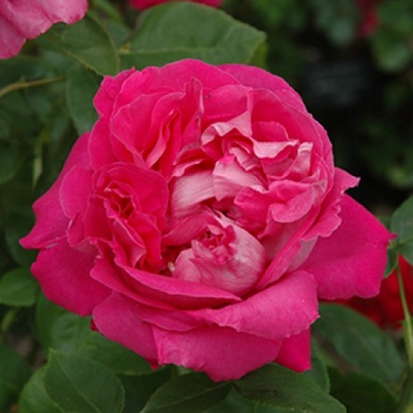 PAUL NEYRON (Hybrid Perpetual) | Garden Roses | Pococks Roses | The ...