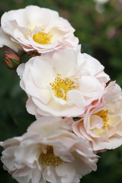 | Garden Roses | Pococks Roses | The Cornish Rose Company