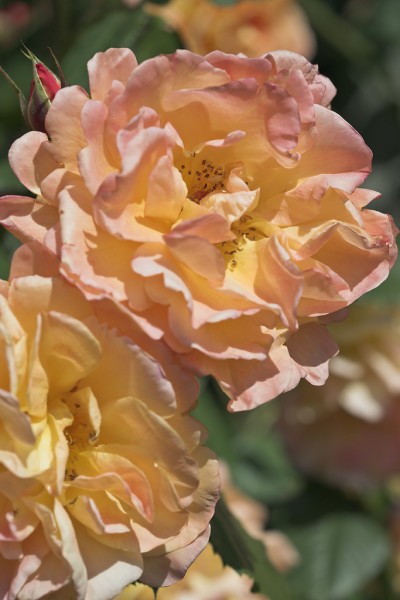 PENNY LANE (climber) | Garden Roses | Pococks Roses | The Cornish Rose ...
