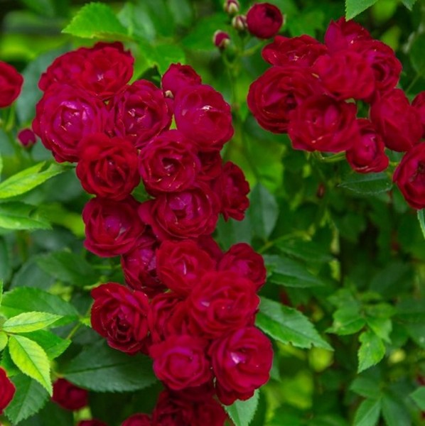PERENNIAL DOMINO (rambler) | Garden Roses | Pococks Roses | The Cornish ...