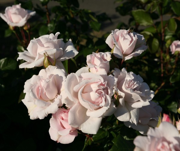 PRETTY PARFUMA (floribunda) | Garden Roses | Pococks Roses | The ...